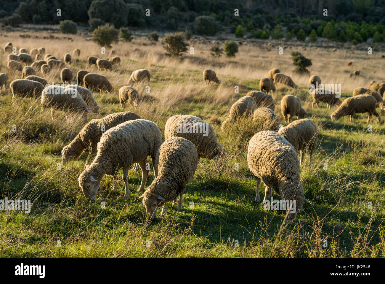 herd of sheeps near of the Santa Catalina de Somoza, Province Leon ...