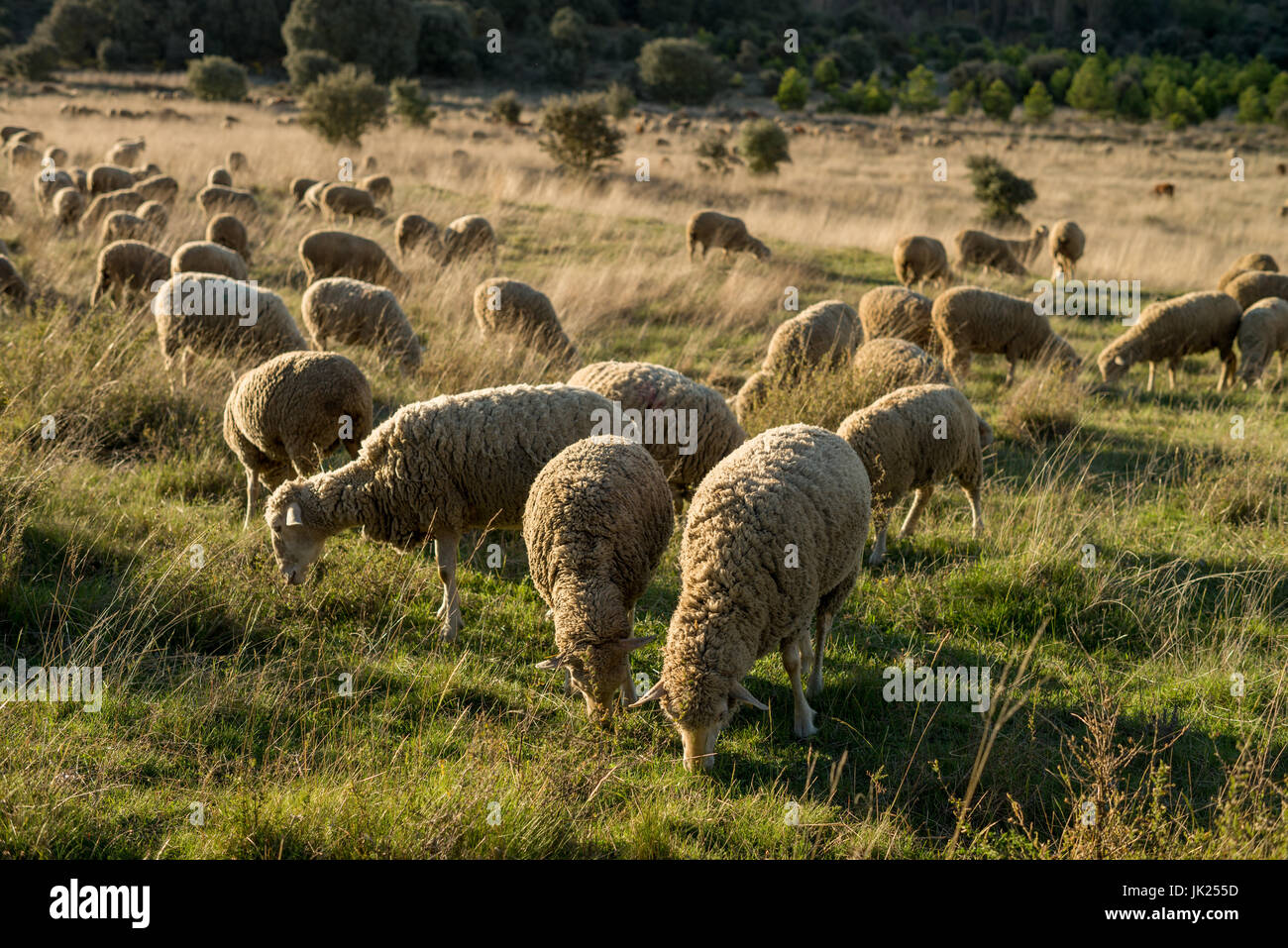 herd of sheeps near of the Santa Catalina de Somoza, Province Leon ...
