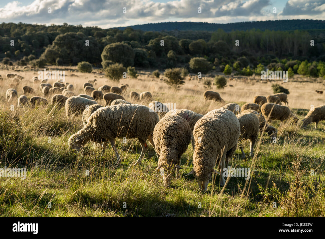 Traditional sheep breeding, on the way of the camino de santiago ...
