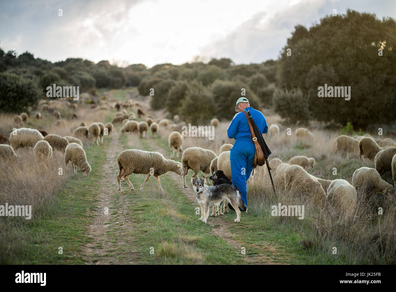 Traditional sheep breeding, on the way of the camino de santiago ...
