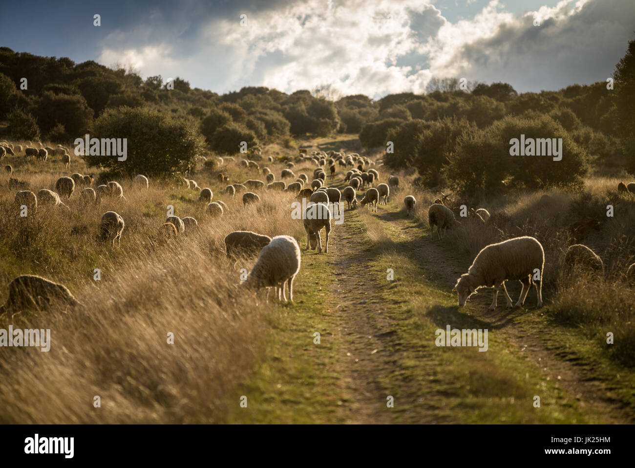 Heard of sheep, Castile and Leon, Camino de santiago, Spain Stock Photo ...