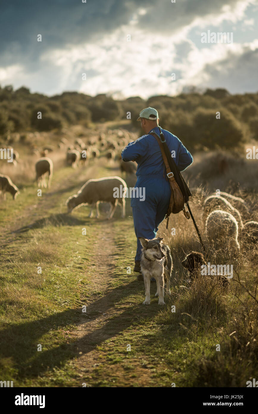 Traditional sheep breeding, on the way of the camino de santiago ...