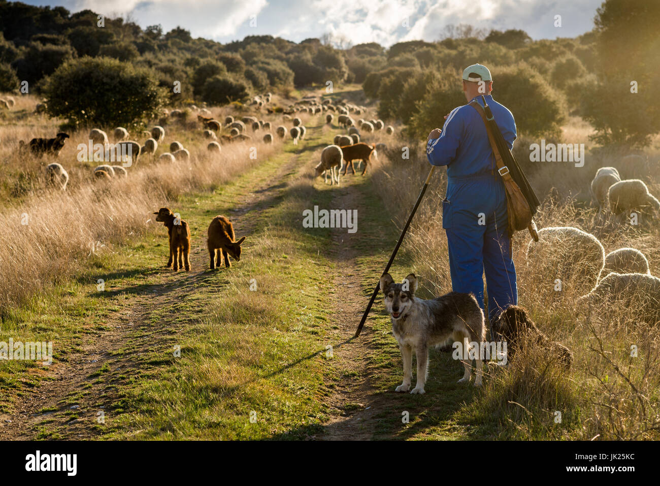 Traditional sheep breeding, on the way of the camino de santiago ...