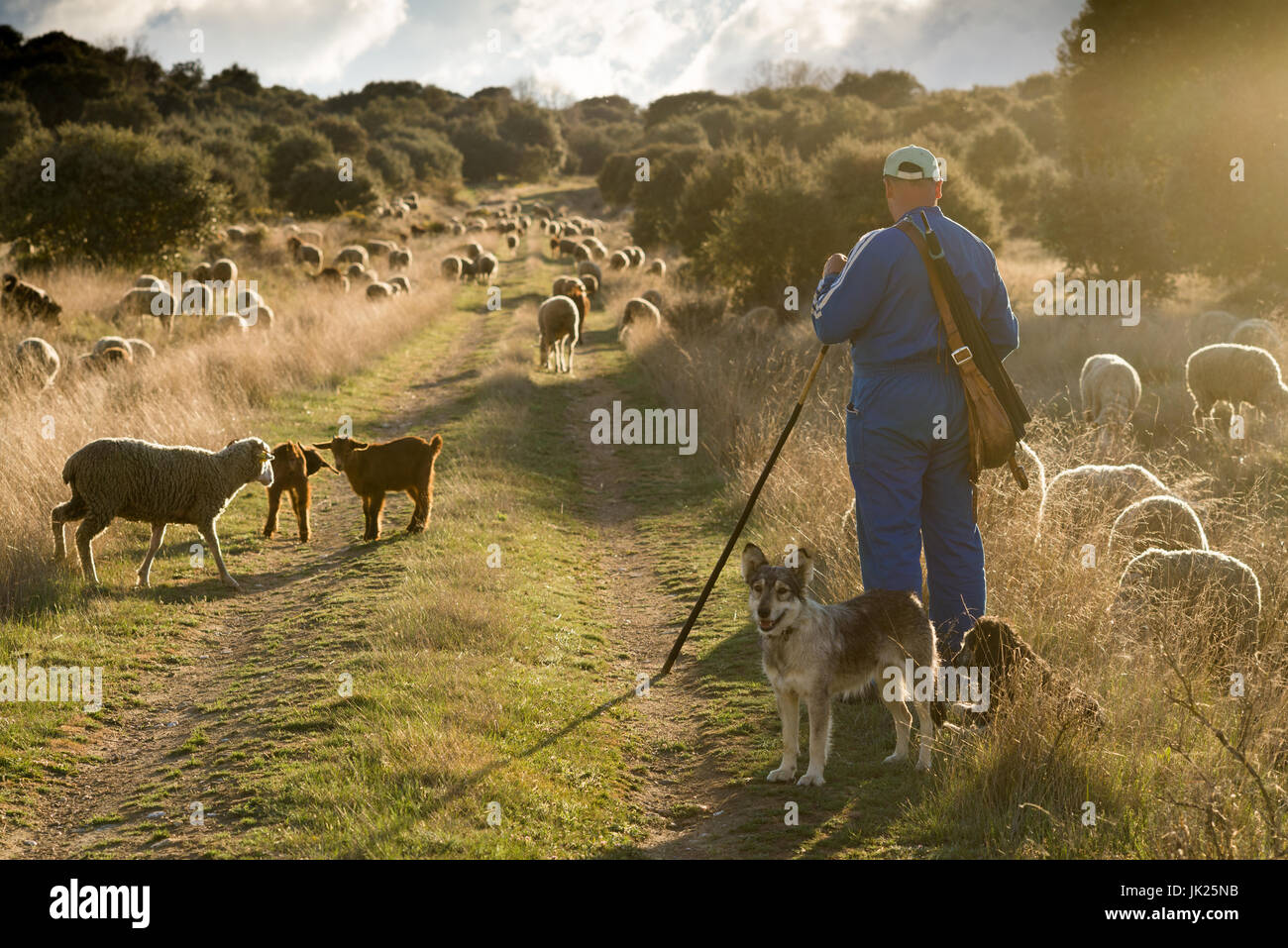 Traditional sheep breeding, on the way of the camino de santiago ...