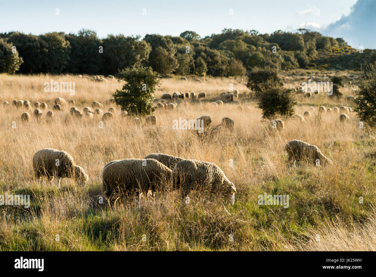 Heard of sheep, Castile and Leon, Camino de santiago, Spain Stock Photo ...