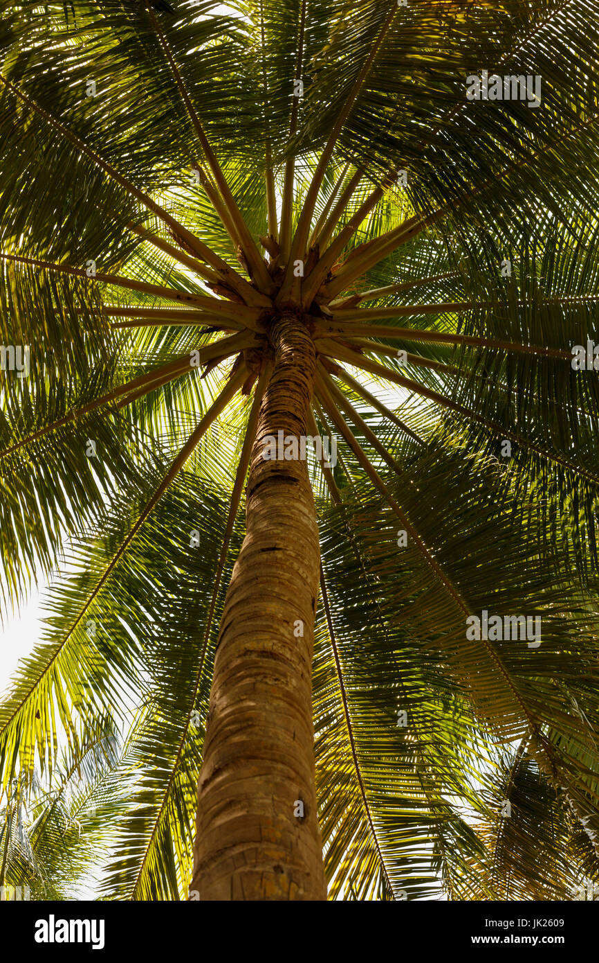 Coconut variety tree hi-res stock photography and images - Alamy