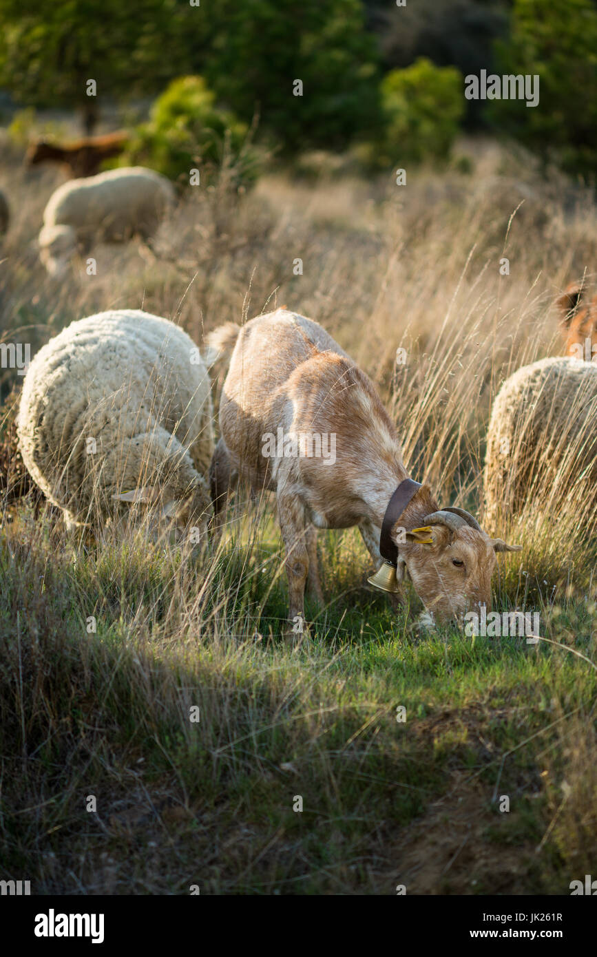 Shepherd With Heard Of Sheep High Resolution Stock Photography and ...