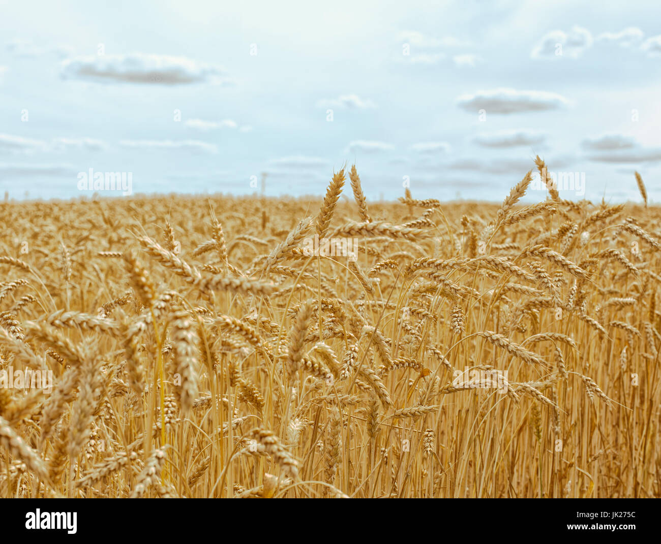 Farm wheat hi-res stock photography and images - Alamy