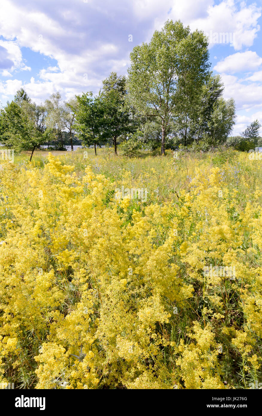 Galium verum, also known as lady's bedstraw or yellow bedstraw, in the ...