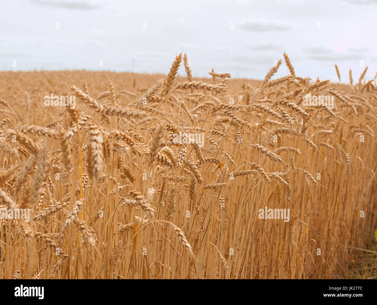 Farm wheat field against the blue sky Stock Photo - Alamy