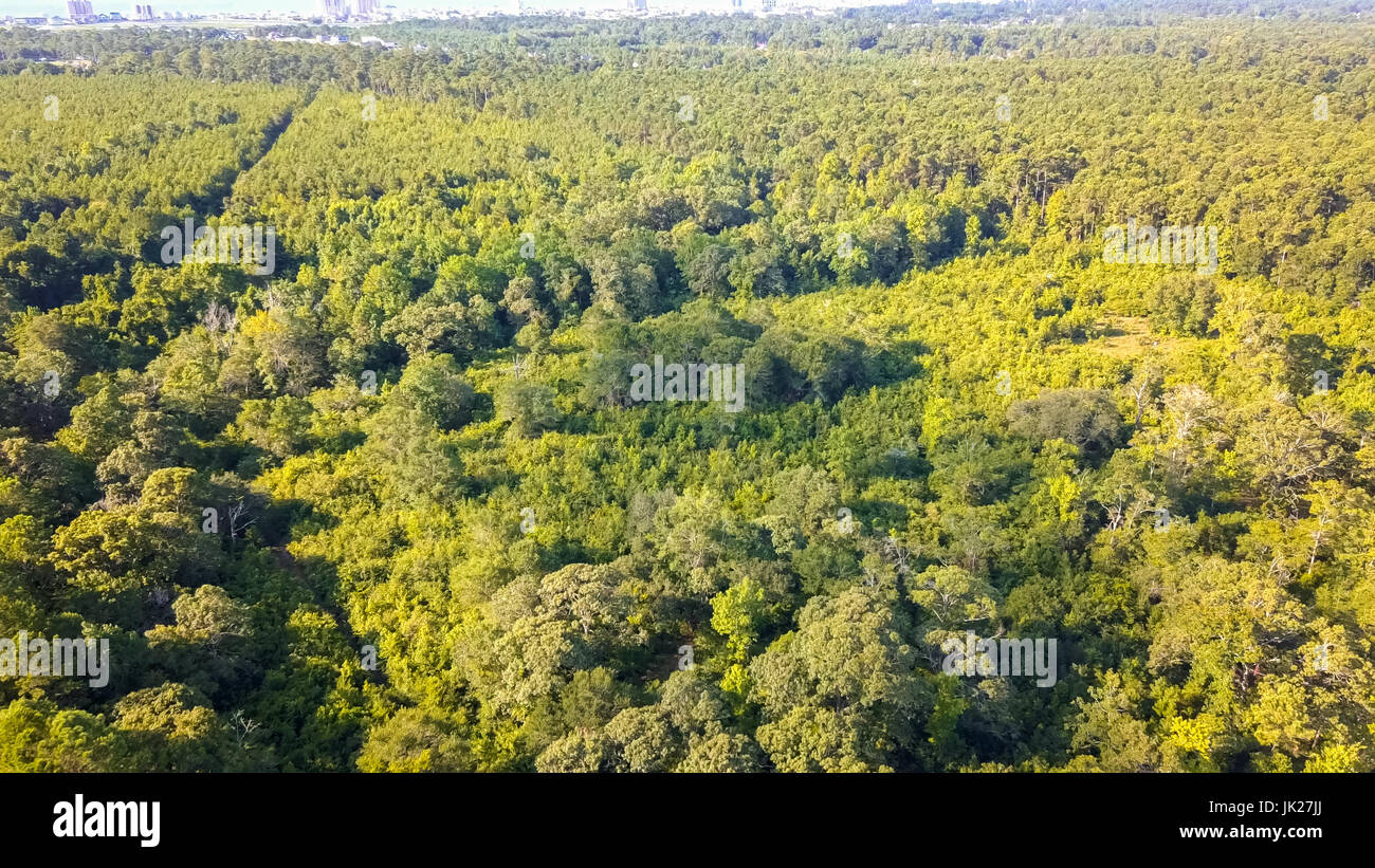 Aerial view of coastal forest in the Summer Stock Photo - Alamy