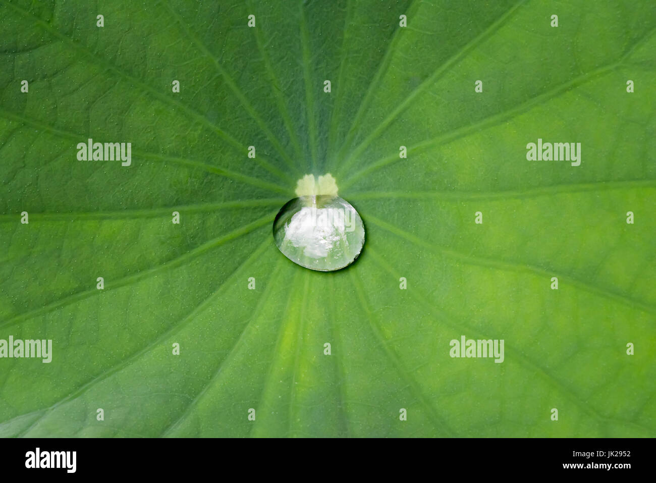 water drop on a lotus leaf Stock Photo - Alamy