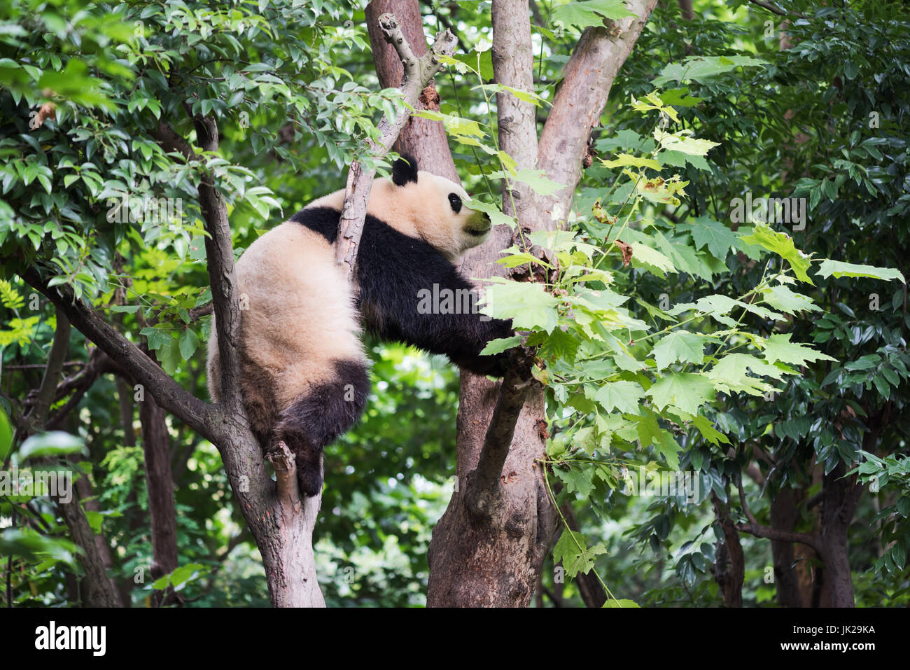 Giant panda climbing a tree, Chengdu, Sichuan Province, China Stock ...