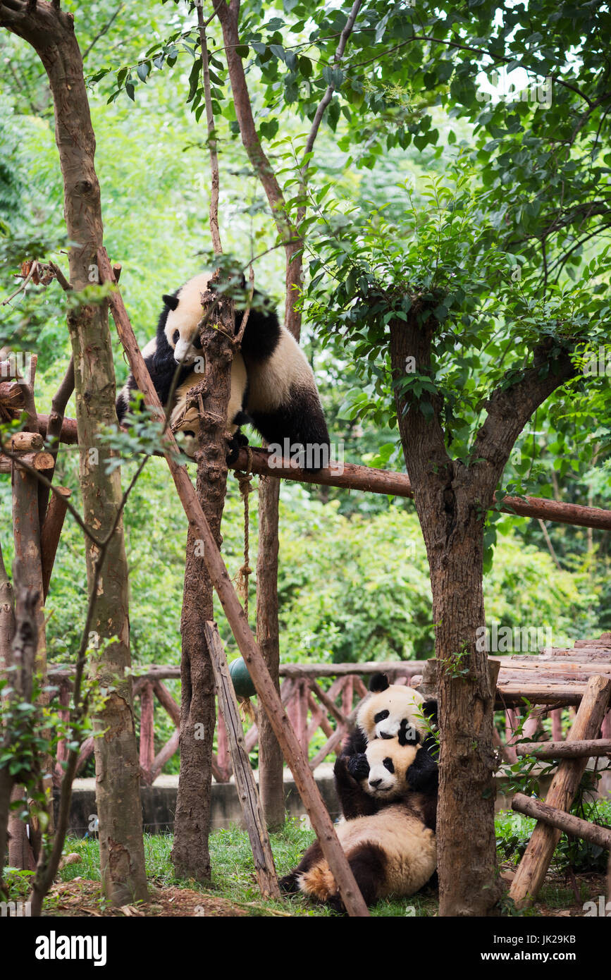 four giant panda cubs playing, Chengdu, Sichuan Province, China Stock ...
