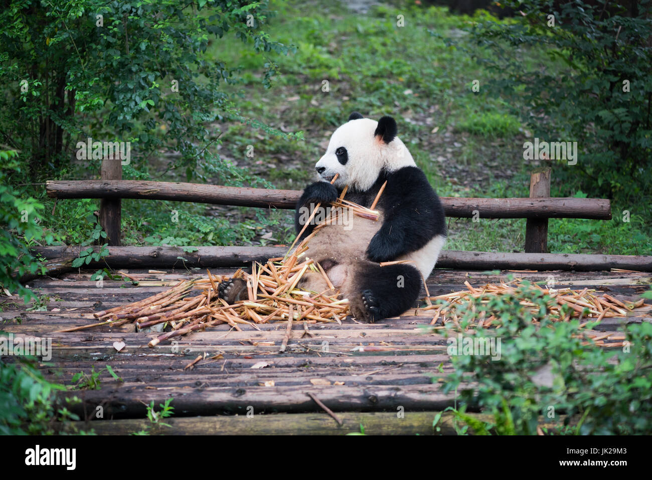 Giant panda cub eating bamboo and looking away, Chengdu, Sichuan ...