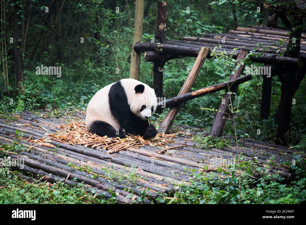 Giant panda eating bamboo cub hi-res stock photography and images - Alamy