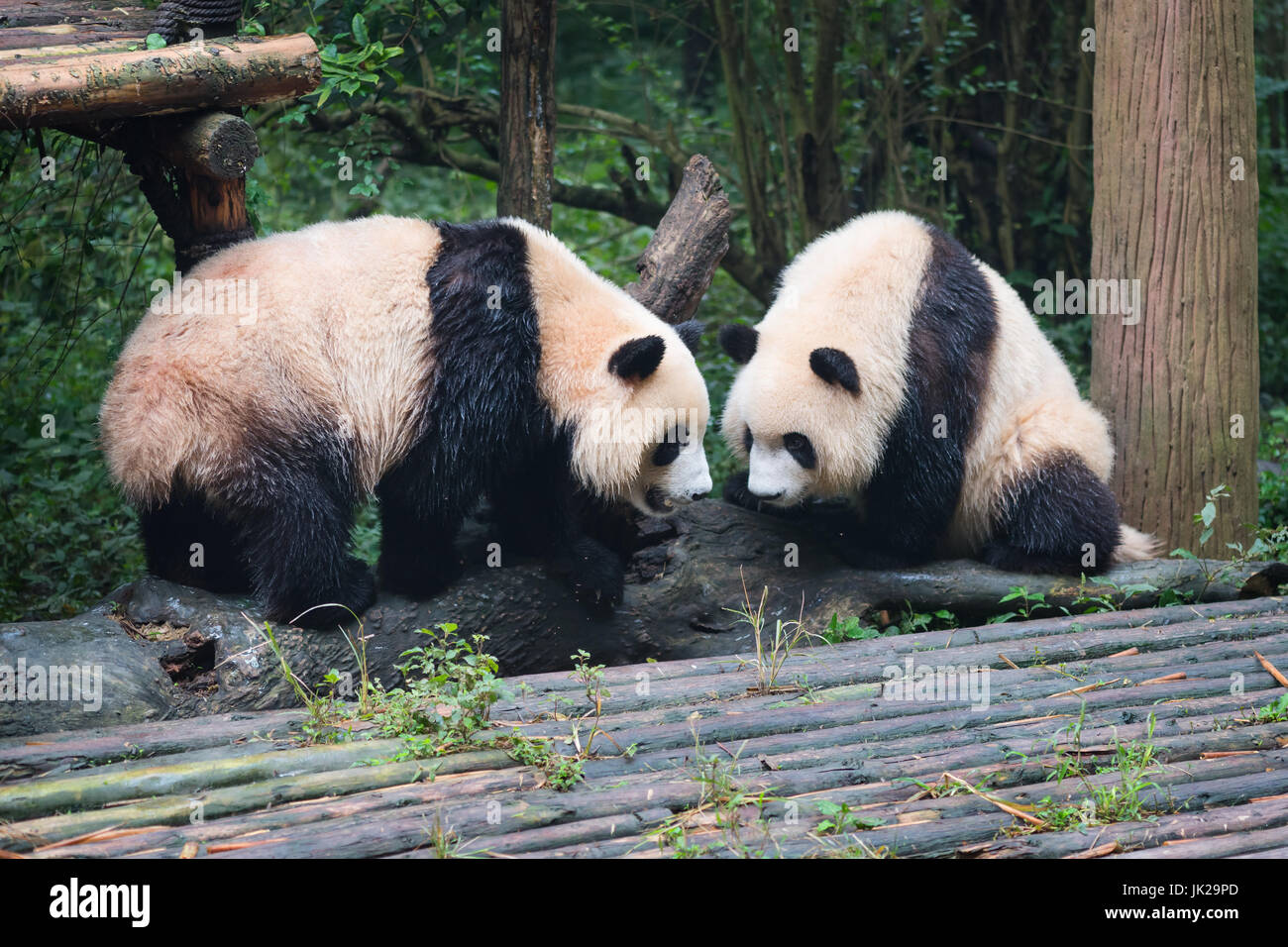 two giant panda cubs looking at each other, Chengdu, Sichuan Province ...