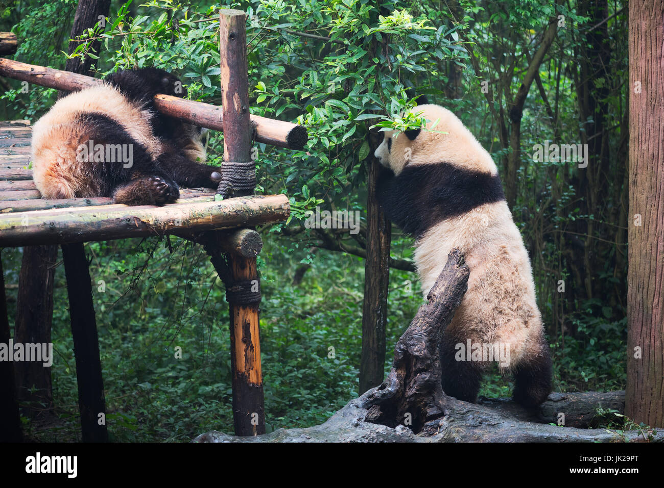 two giant panda cubs playing, Chengdu, Sichuan Province, China Stock ...