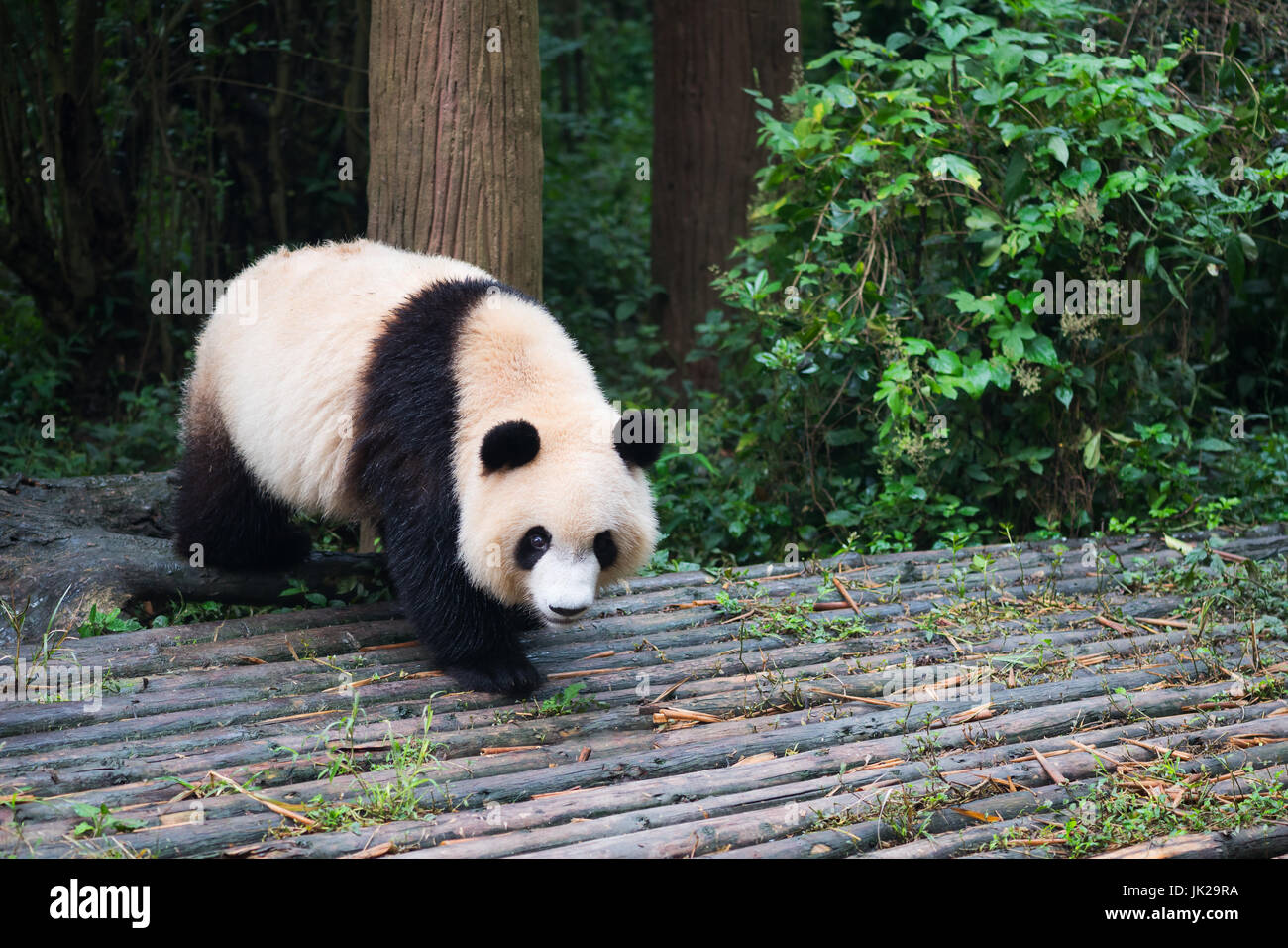 Giant panda cub walking on wood, Chengdu, Sichuan Province, China Stock ...
