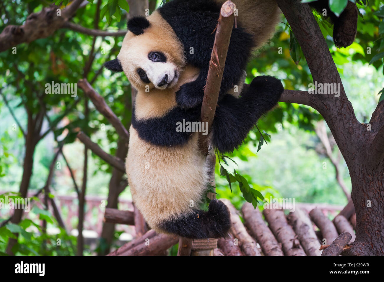 Two giant panda cubs playing together in a tree, Chengdu, Sichuan ...