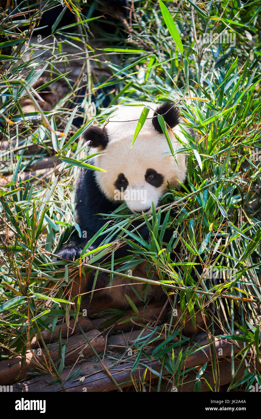Giant panda among bamboos, Chengdu, Sichuan Province, China Stock Photo ...