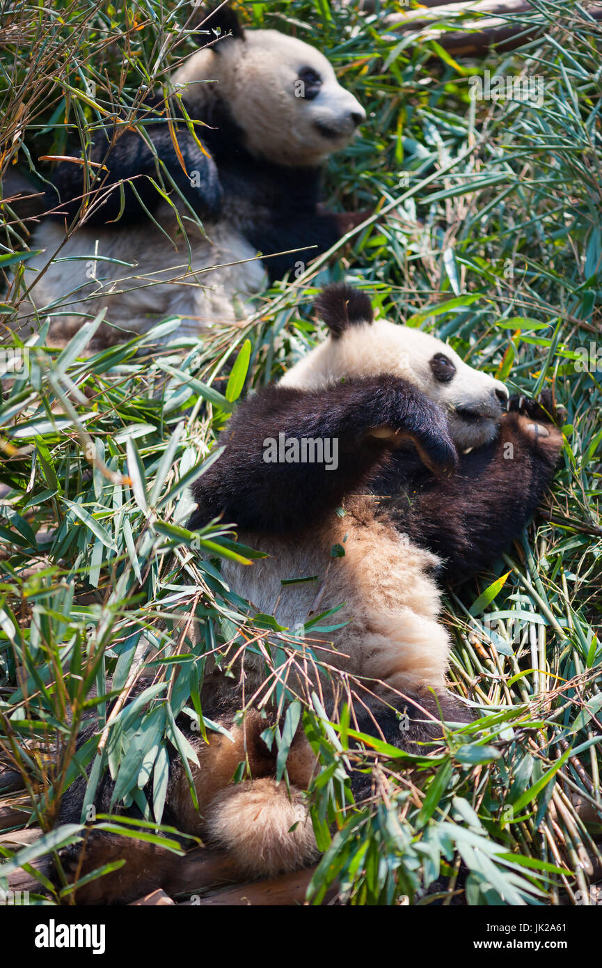 China down funny hi-res stock photography and images - Alamy