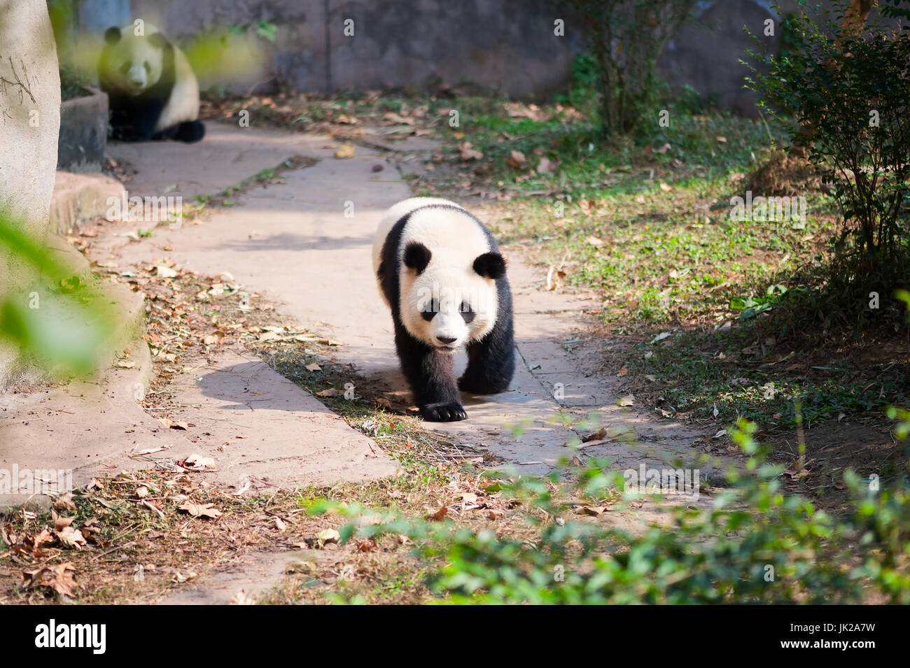 Giant panda cub walking on a path with another panda in the background ...