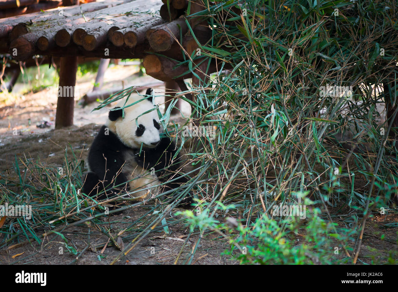 Giant panda eating bamboo cub hi-res stock photography and images - Alamy