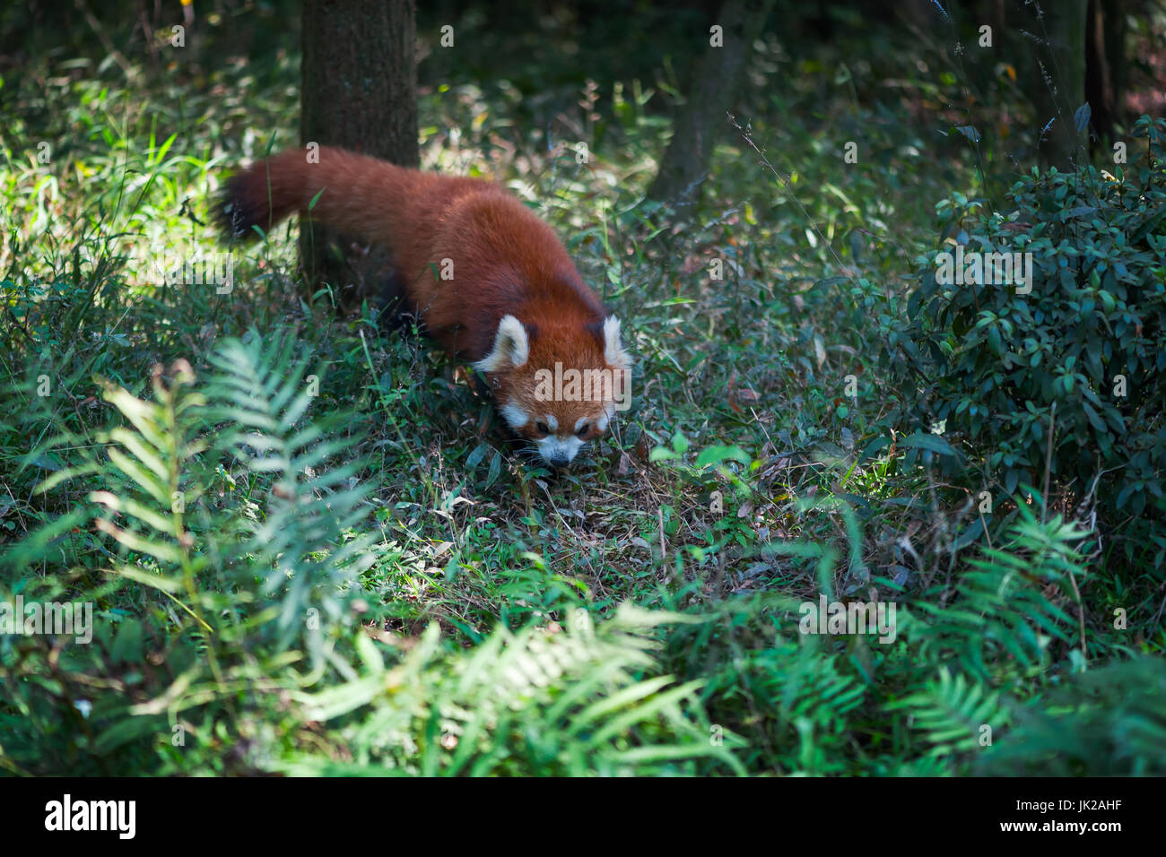 Red panda in the forest, Chengdu, Sichuan Province, China Stock Photo ...