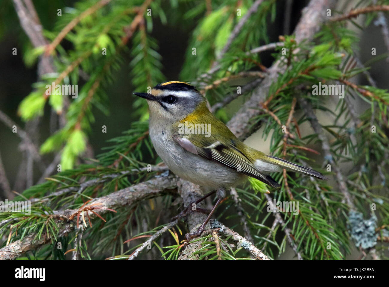 Common Firecrest, Regulus ignicapilla Stock Photo - Alamy