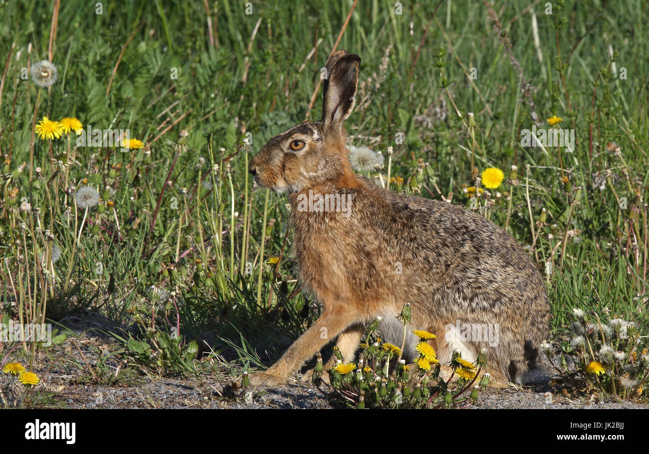 Long hare ears hi-res stock photography and images - Alamy