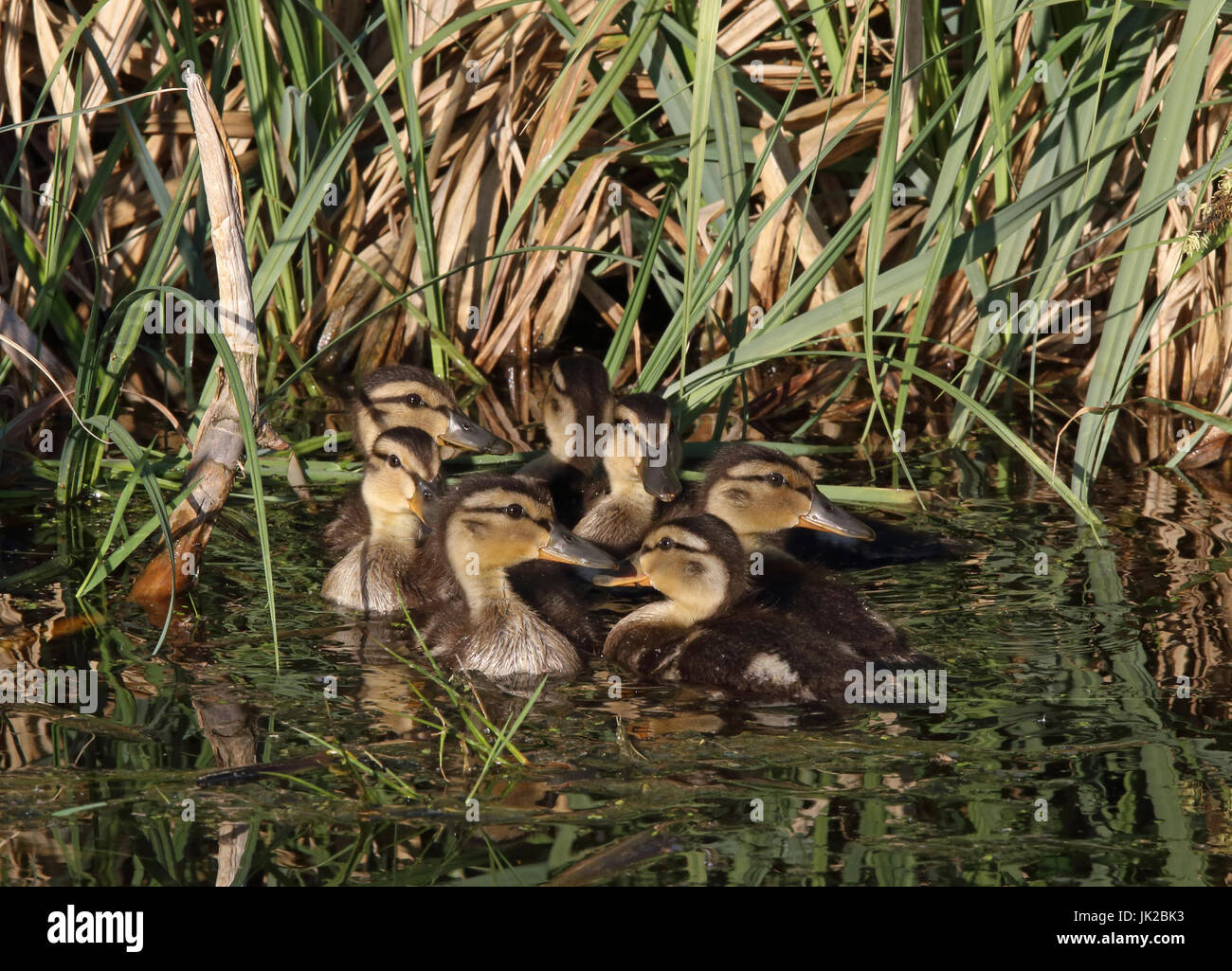 Pond plants animals hi-res stock photography and images - Alamy