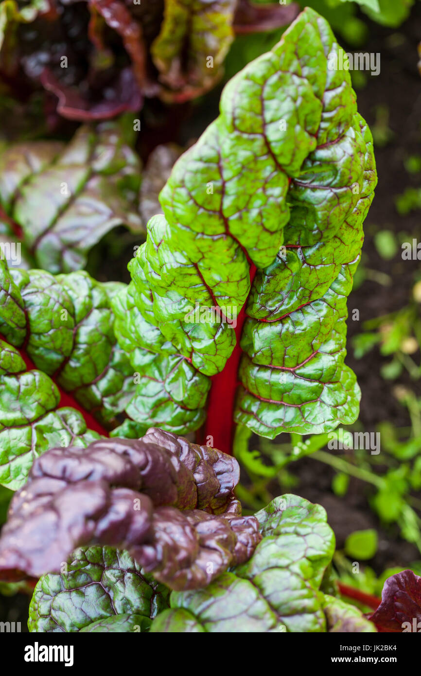 Red stem chard (Beta vulgaris subsp. Vulgaris) at organic cultivation ...