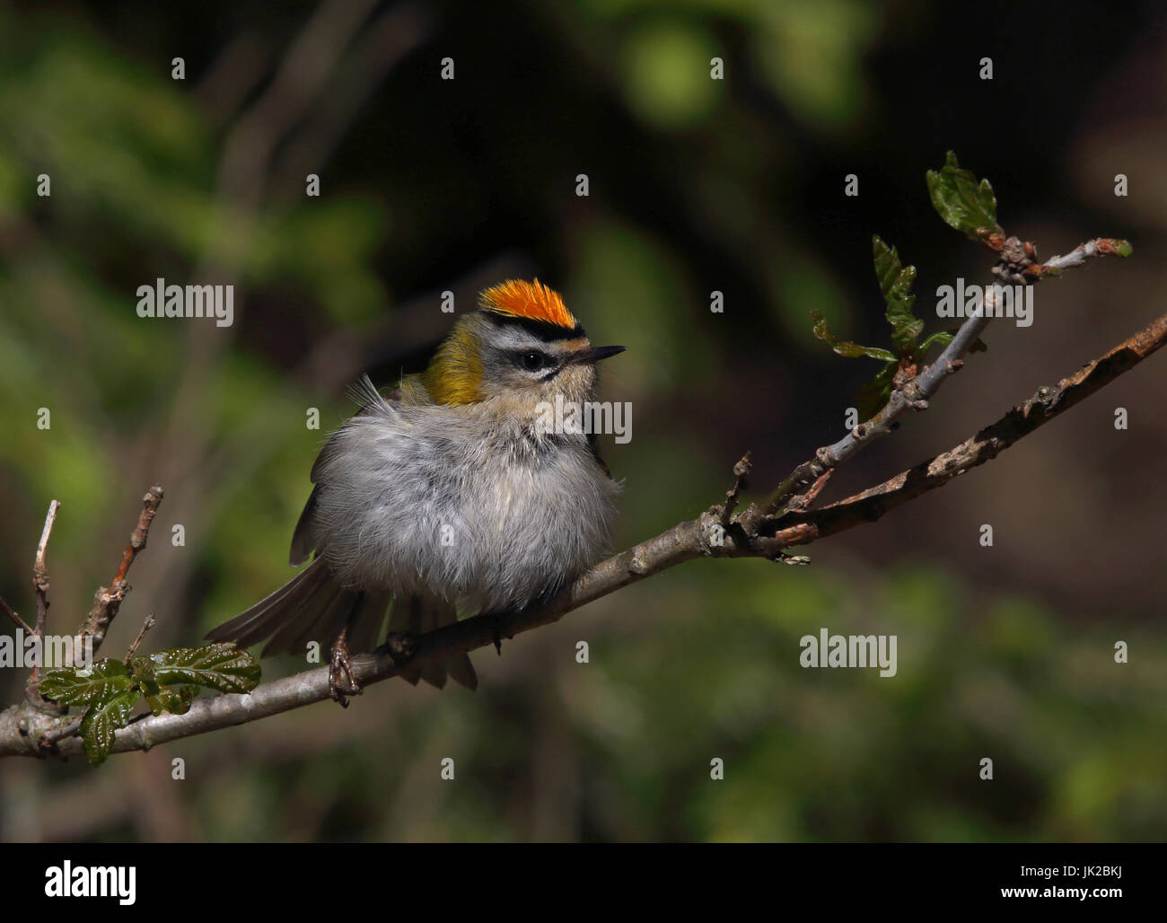 Common Firecrest, Regulus ignicapilla Stock Photo - Alamy