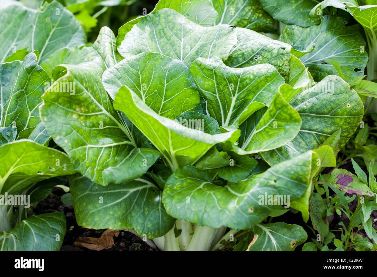 White stem chard (Beta vulgaris subsp. Vulgaris) at organic cultivation ...