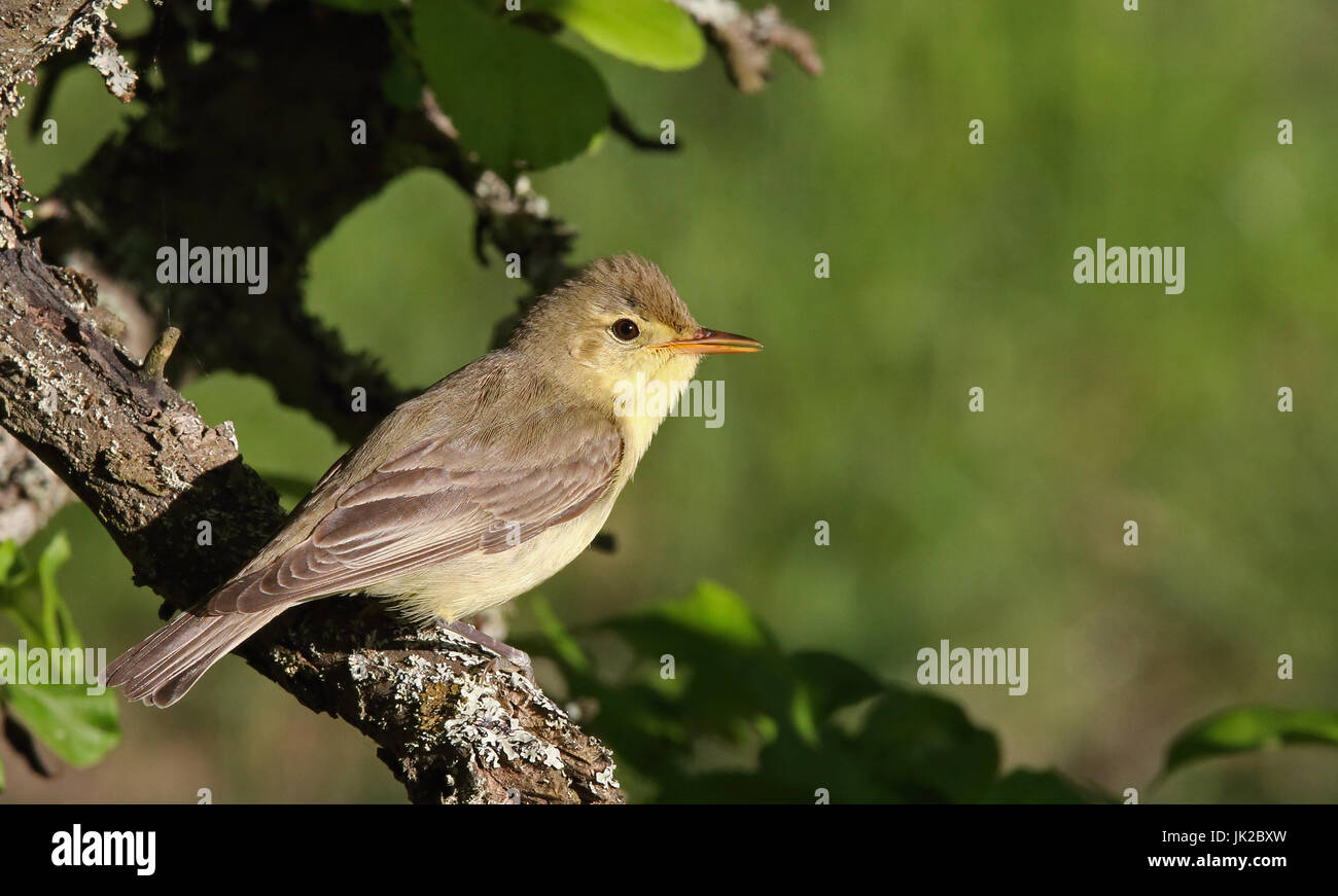 Icterine warbler, Hippolais icterina, sitting on branch Stock Photo - Alamy