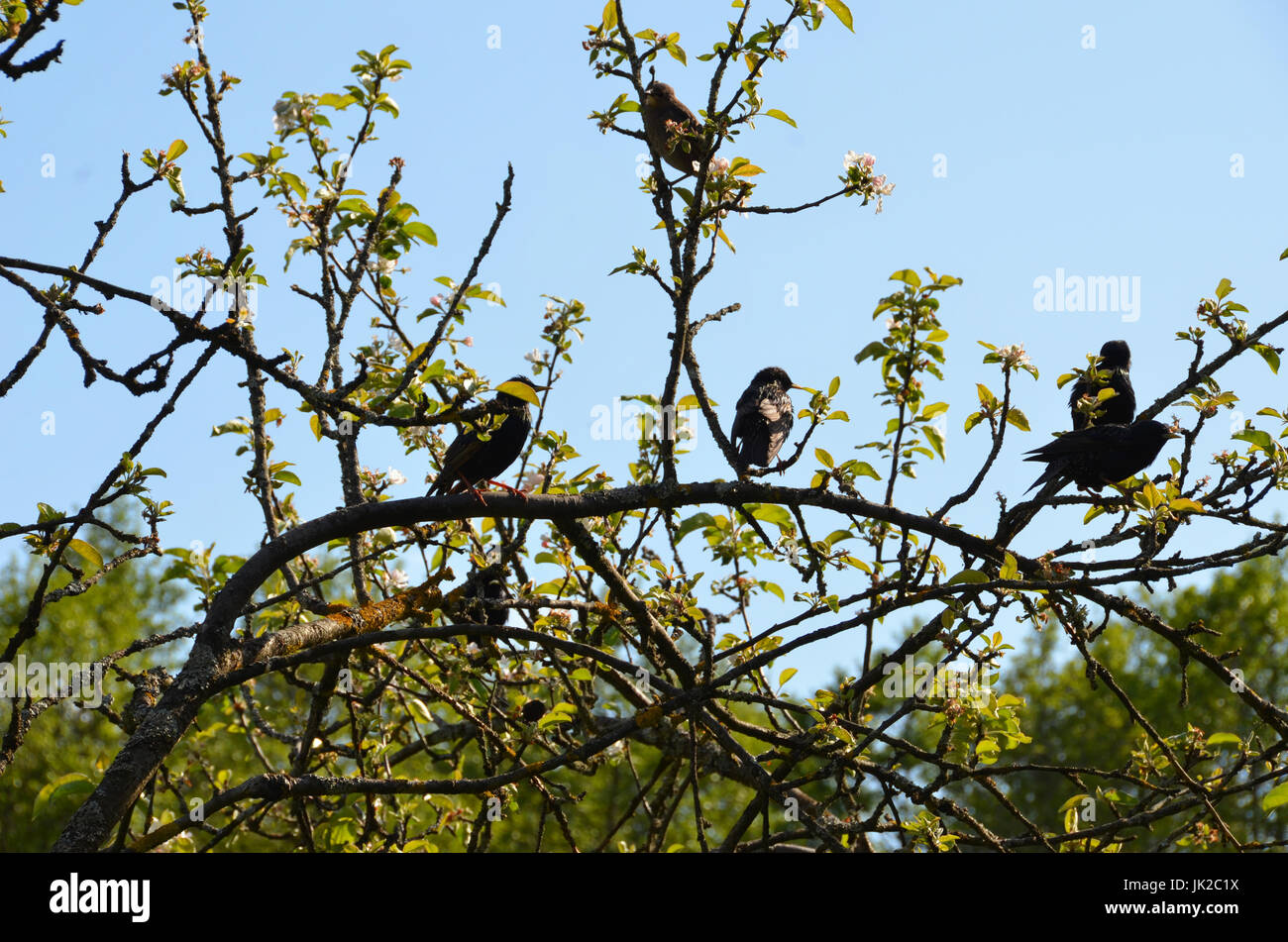 Thrush birds in apple tree Stock Photo - Alamy