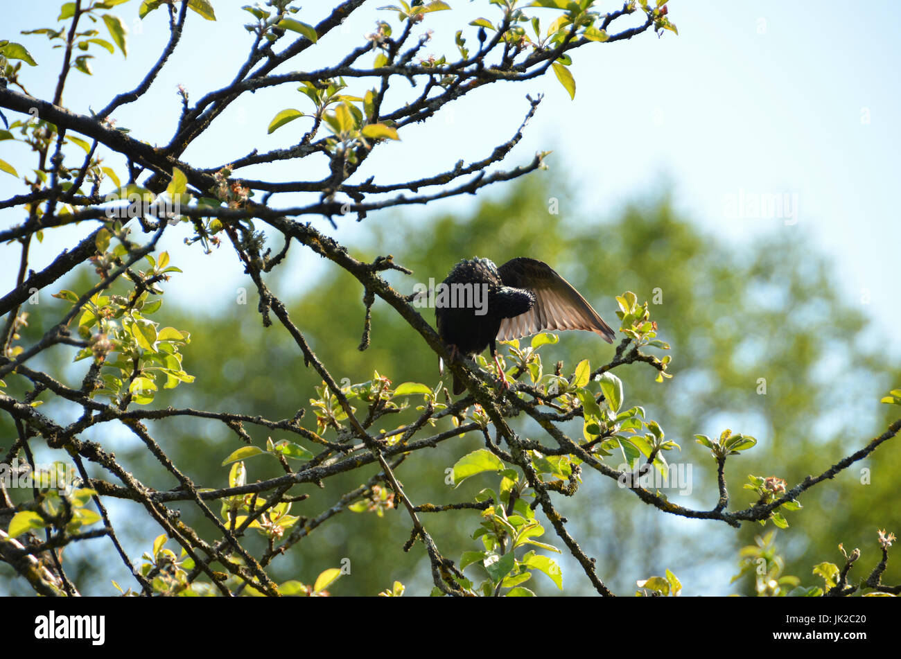 Thrush birds in apple tree Stock Photo - Alamy