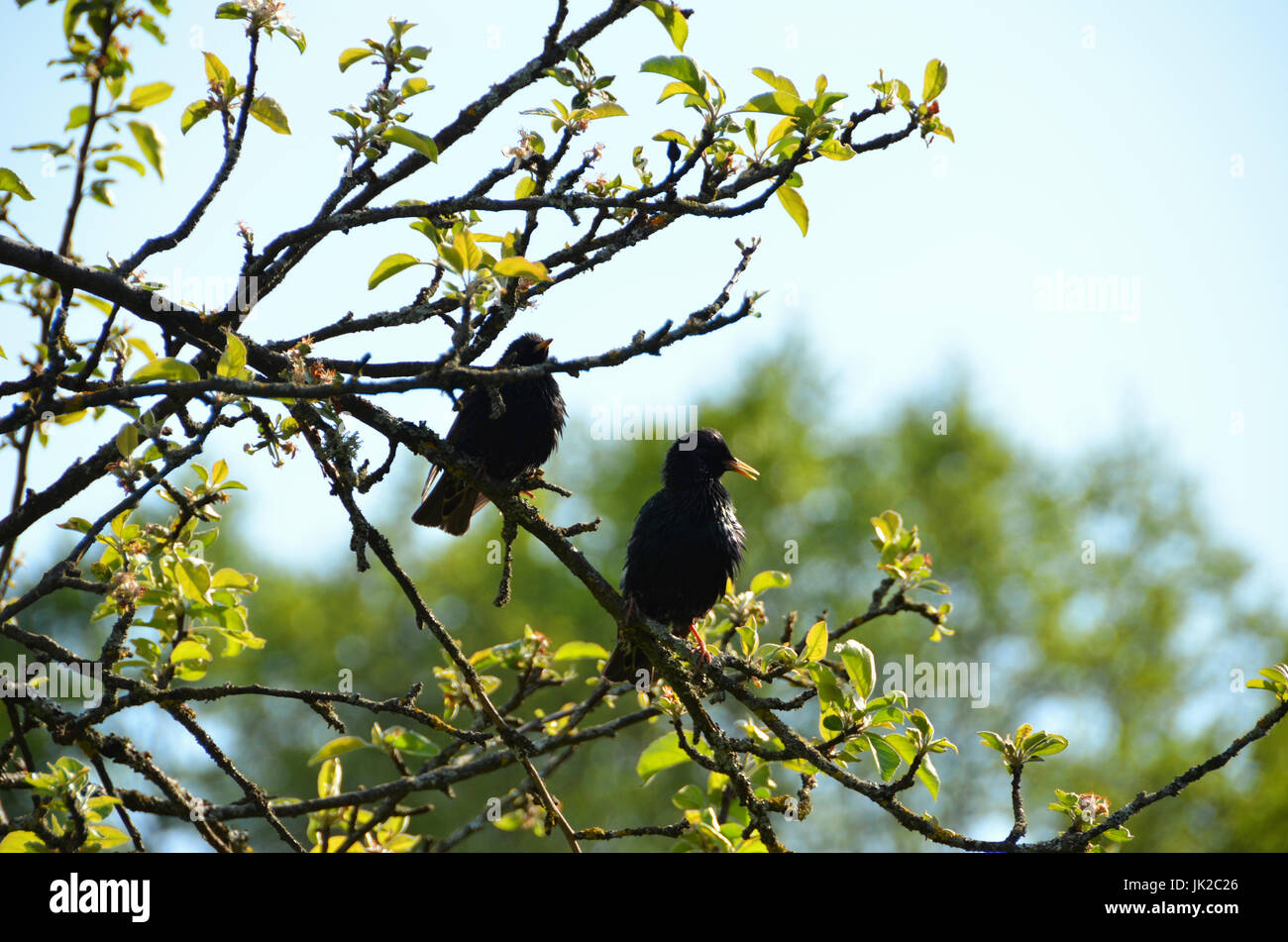 Thrush birds in apple tree Stock Photo - Alamy