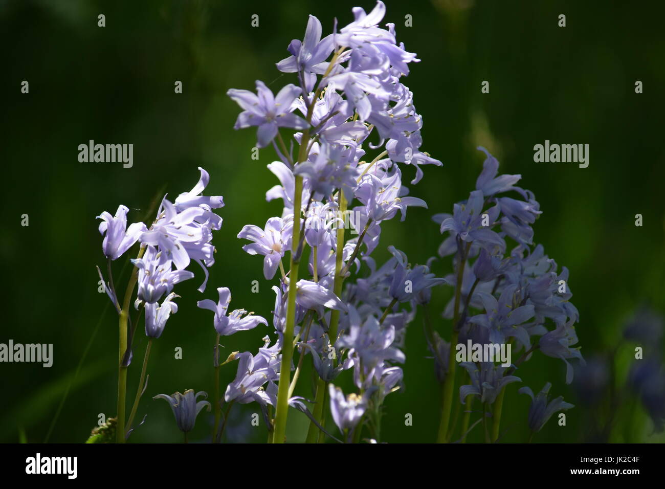 Scottish bluebell hi-res stock photography and images - Alamy