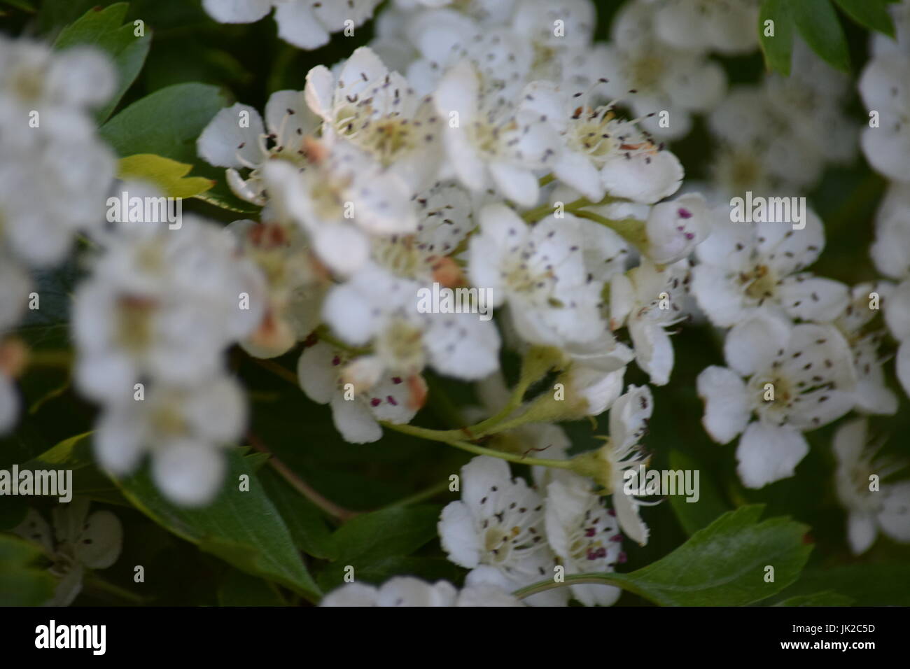 White flowered bush, backgrounds Stock Photo - Alamy