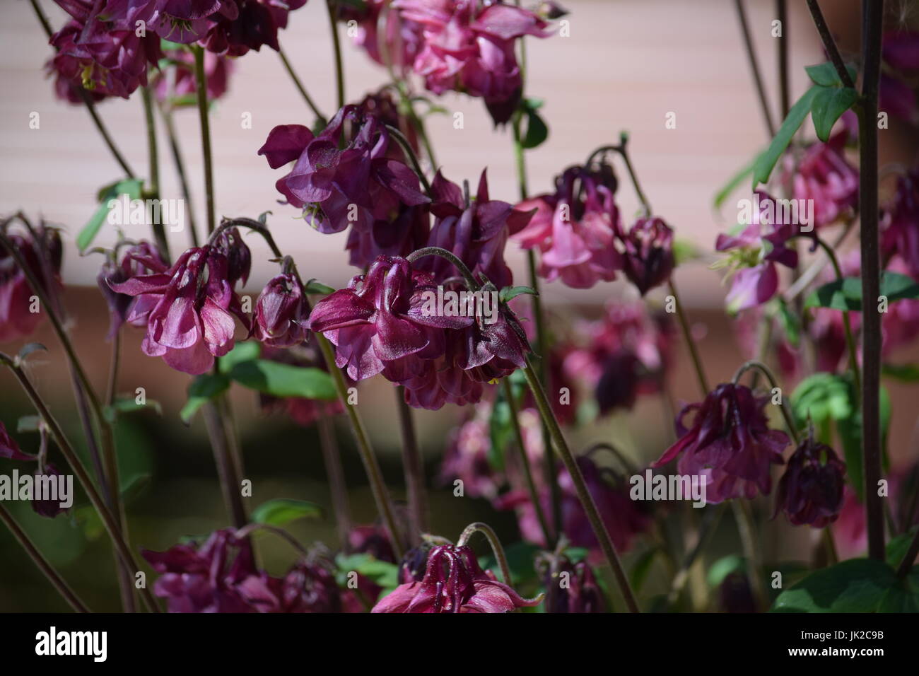 Angels bonnet hi-res stock photography and images - Alamy