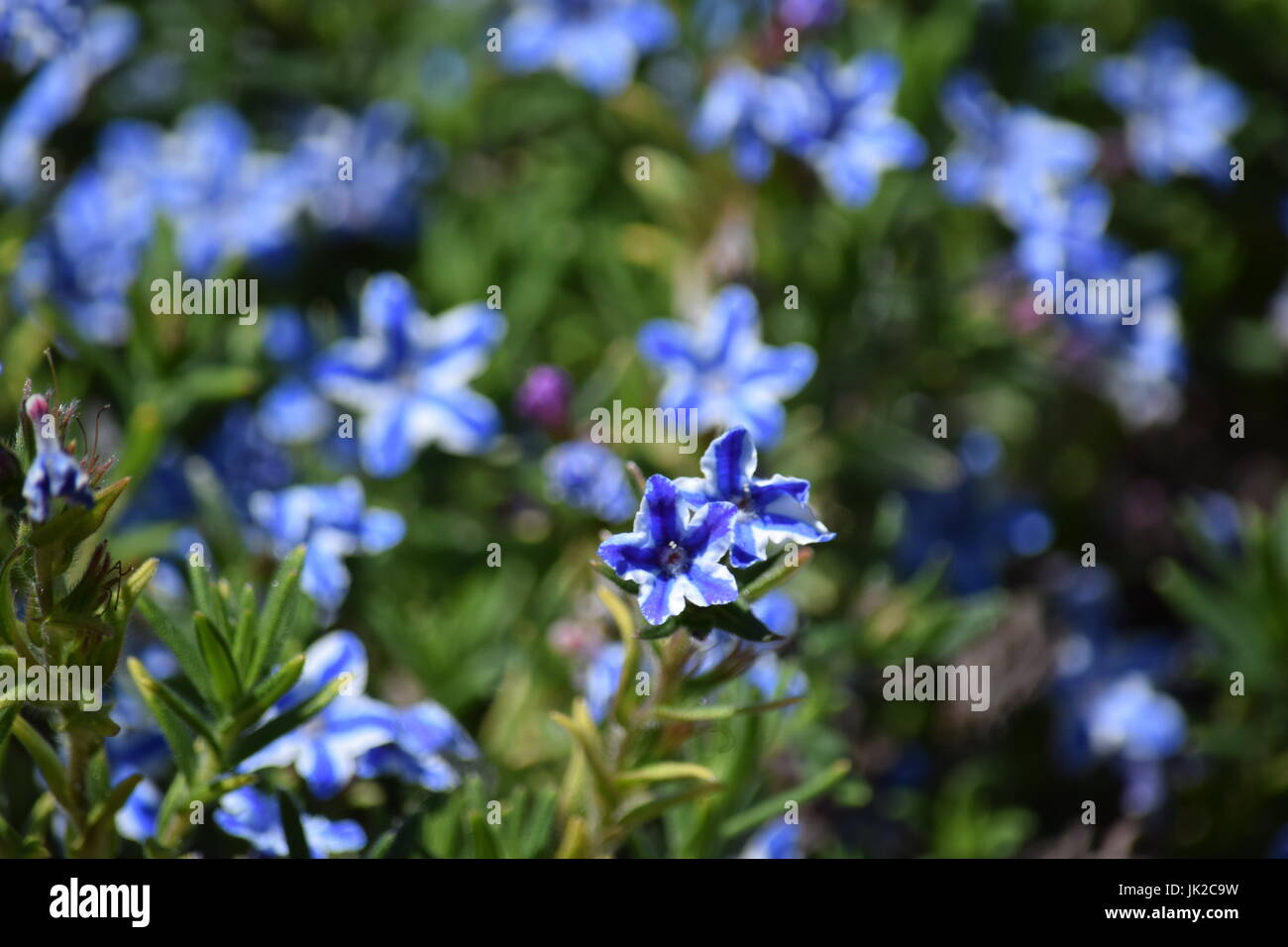 Blue flowers, natural backgrounds Stock Photo - Alamy