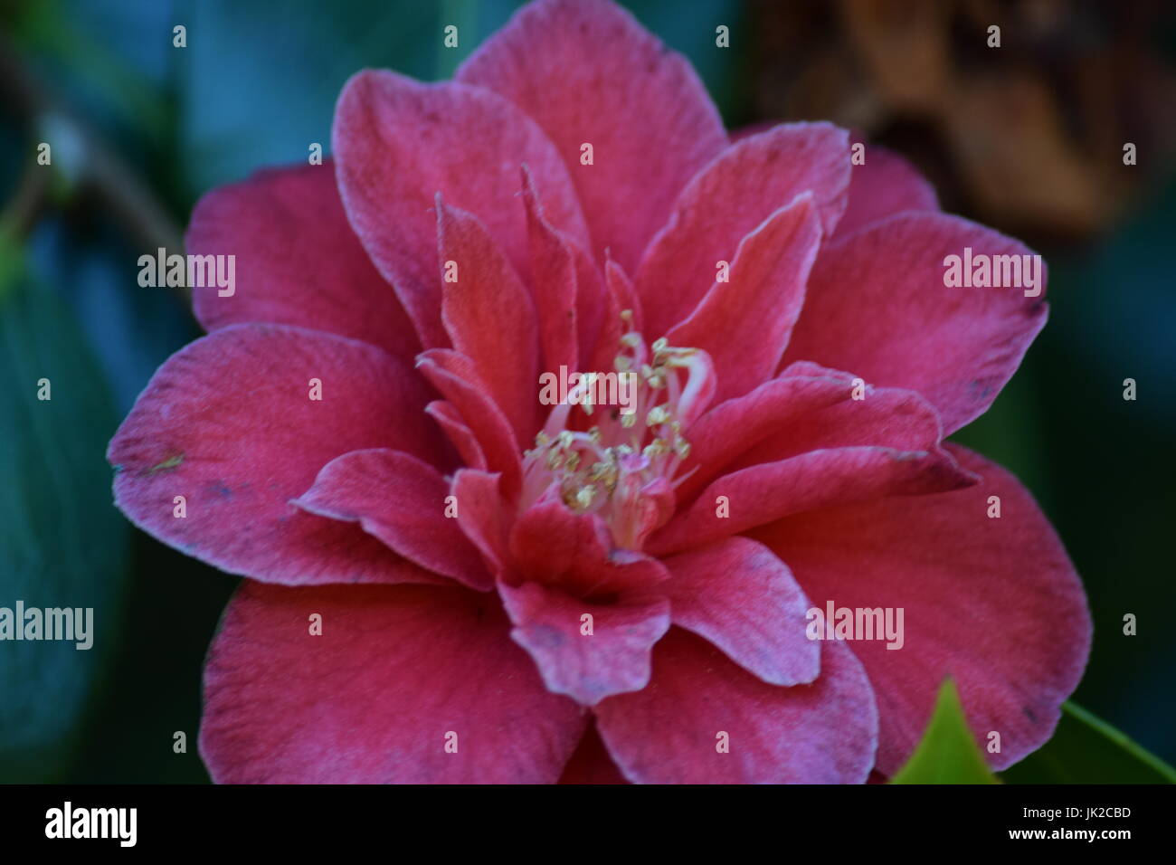 Camellia flower, pink Stock Photo - Alamy