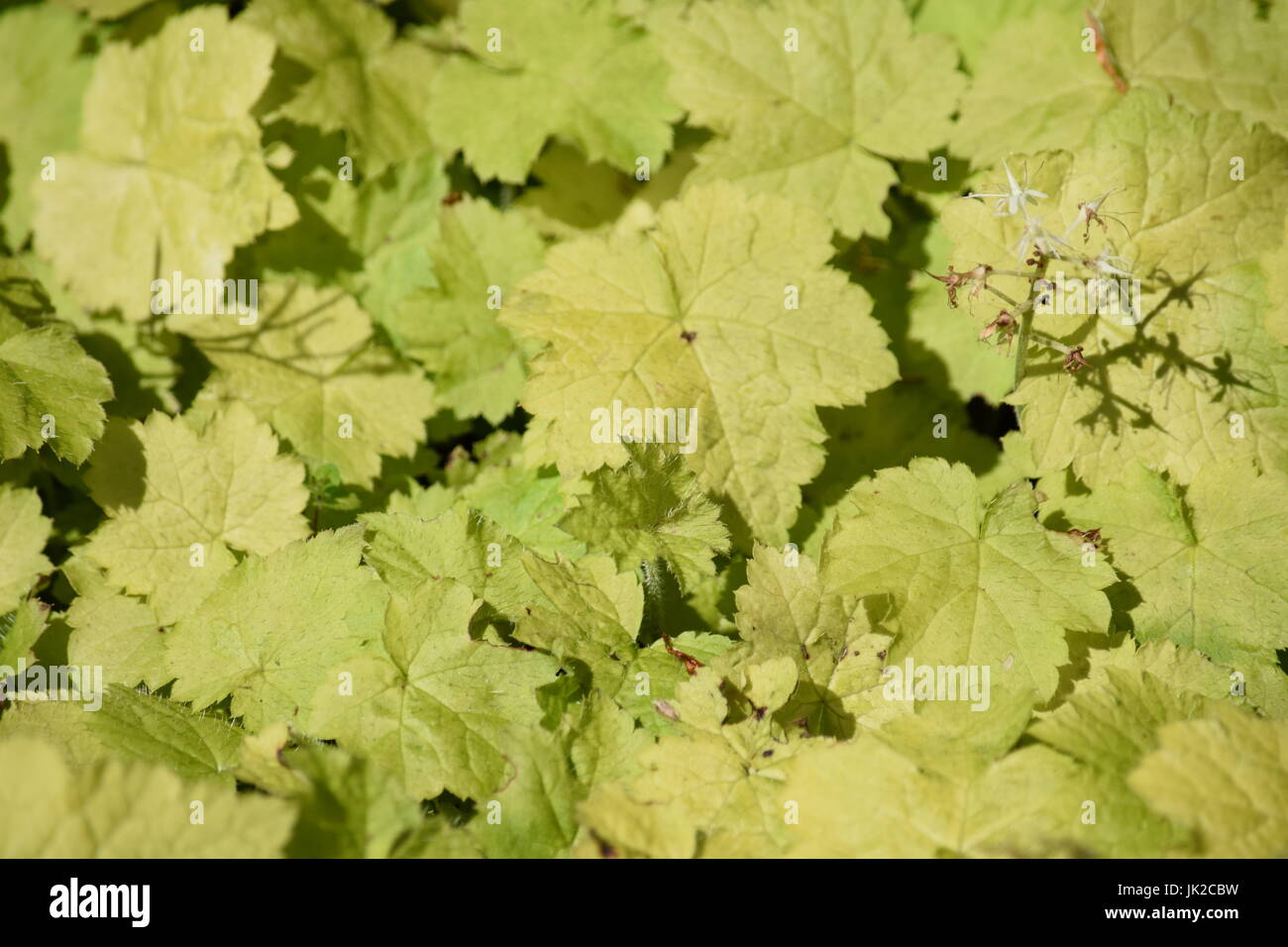 Pale yellow leaves Stock Photo - Alamy