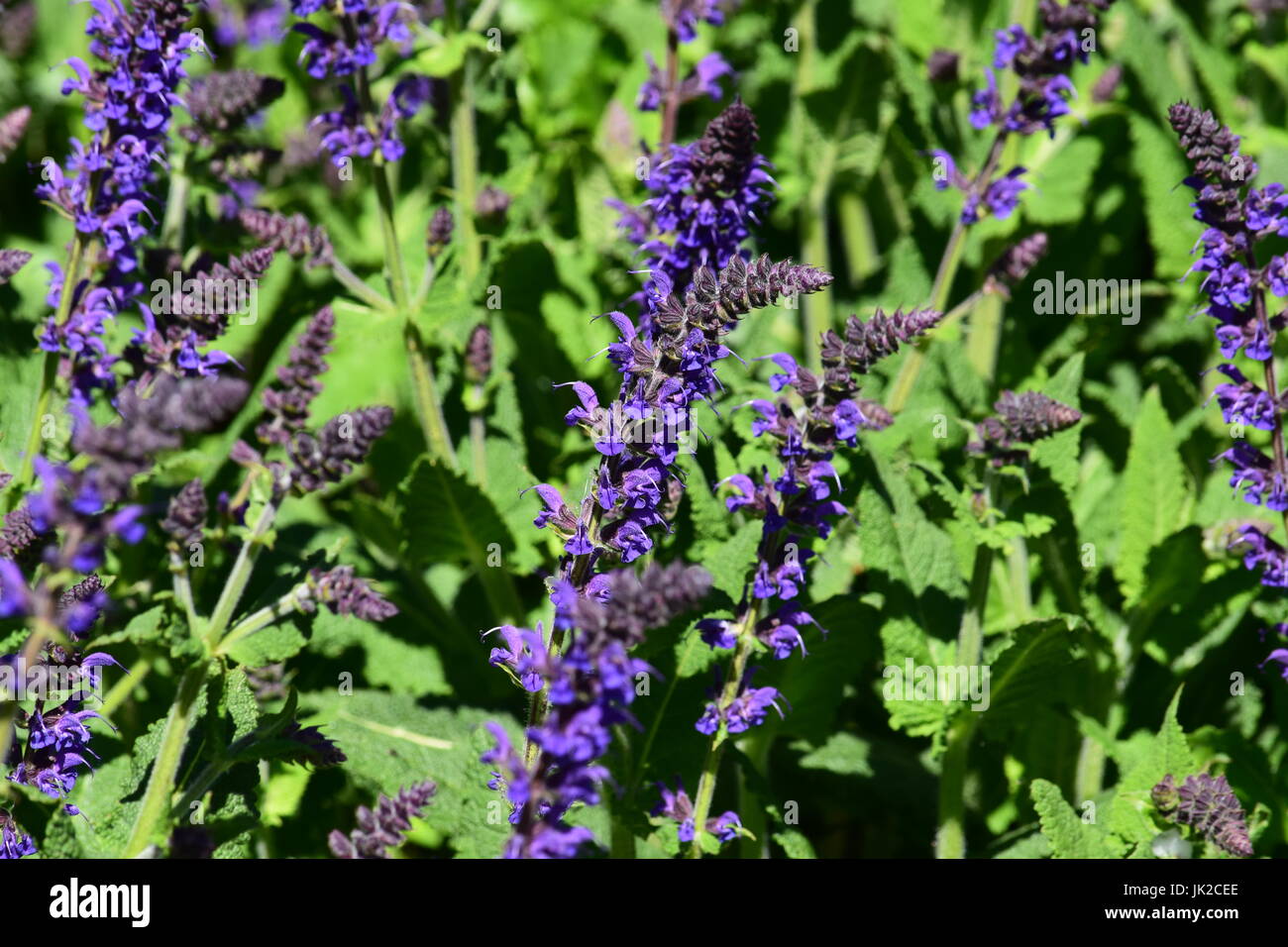 Blue flower spikes Stock Photo - Alamy