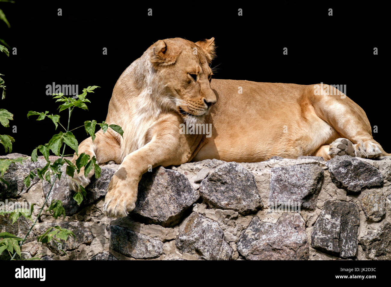 Image An animal is an adult lioness lying and staring Stock Photo - Alamy