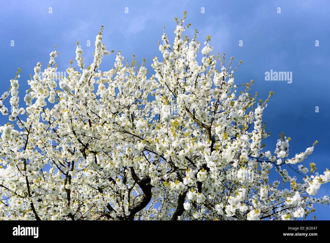 Color outdoor image of a cherry tree full of white blossoms in front of ...