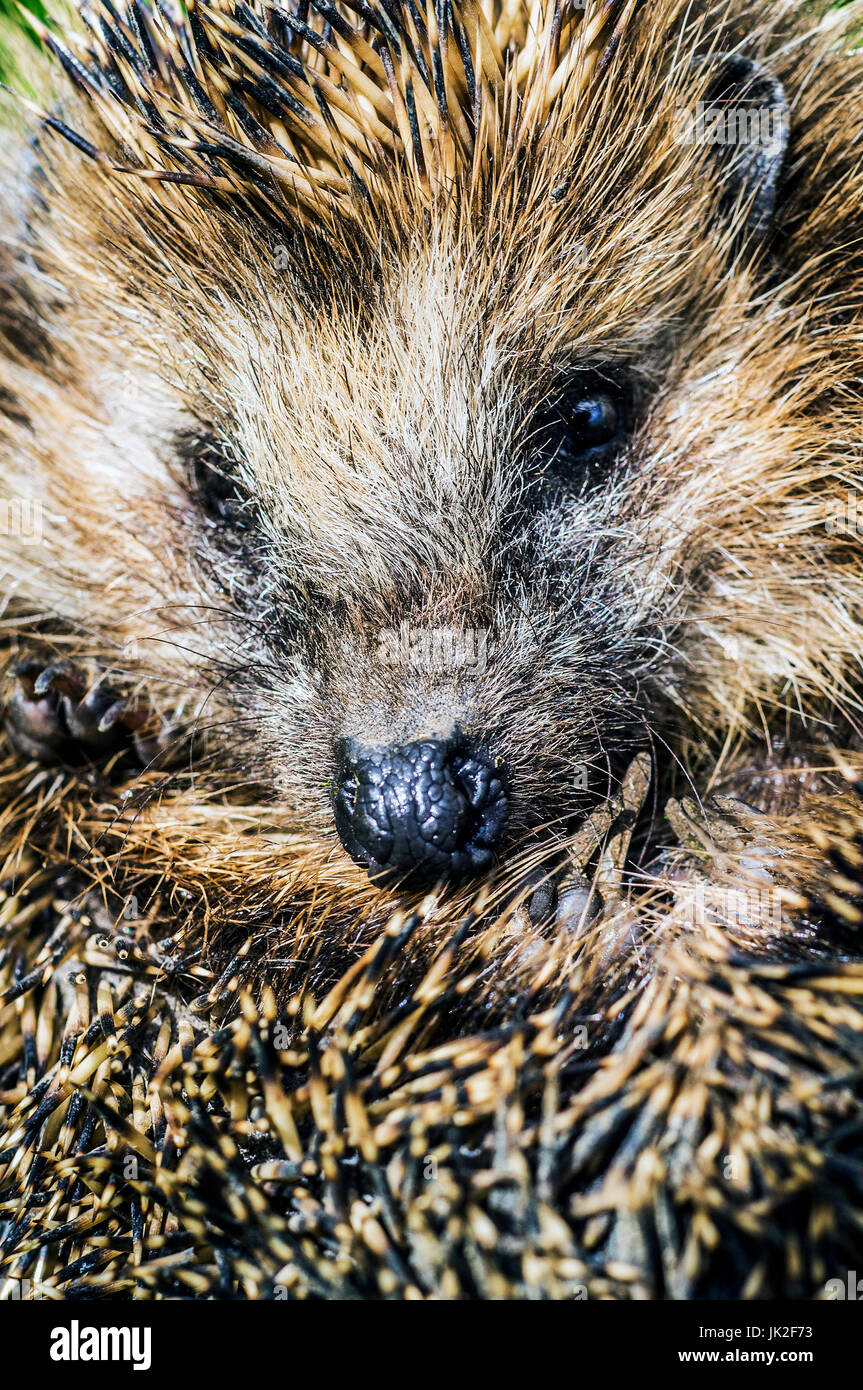 The face of a young hedgehog Stock Photo - Alamy