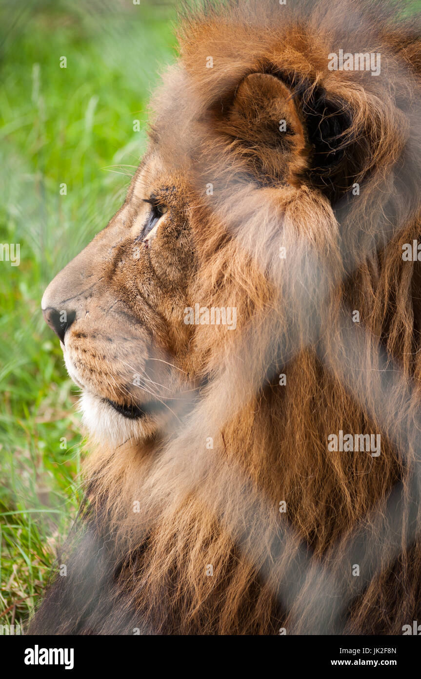 Captive male African lion looks sternly into the distance Stock Photo ...